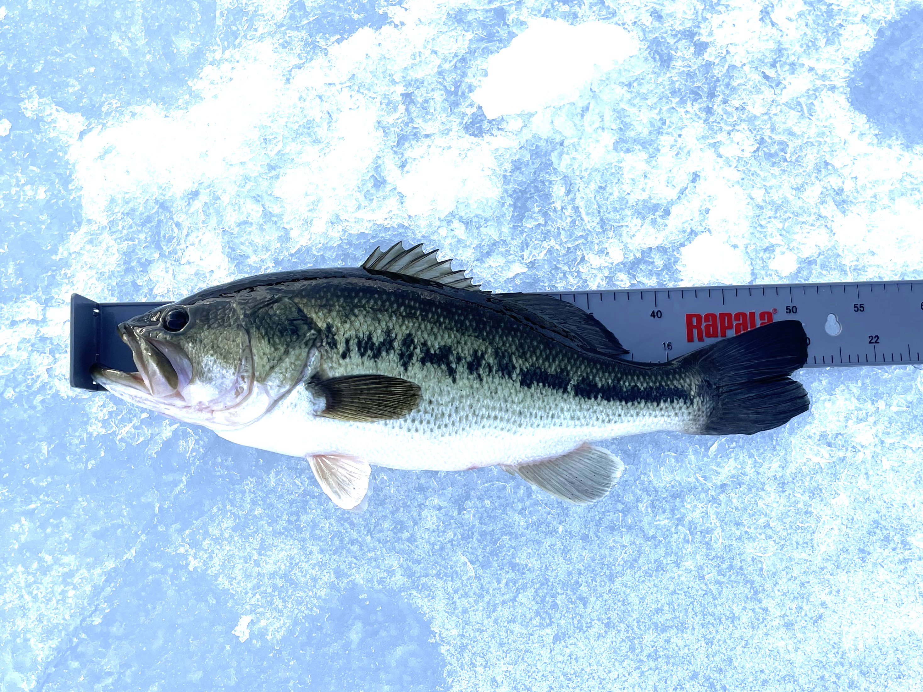 Master Angler Search | VT FWD